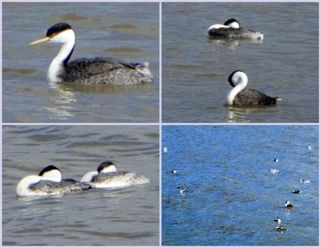 A Gathering of Grebes