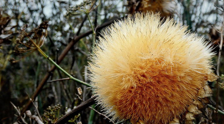 A Wild Cardoon on the West Slope