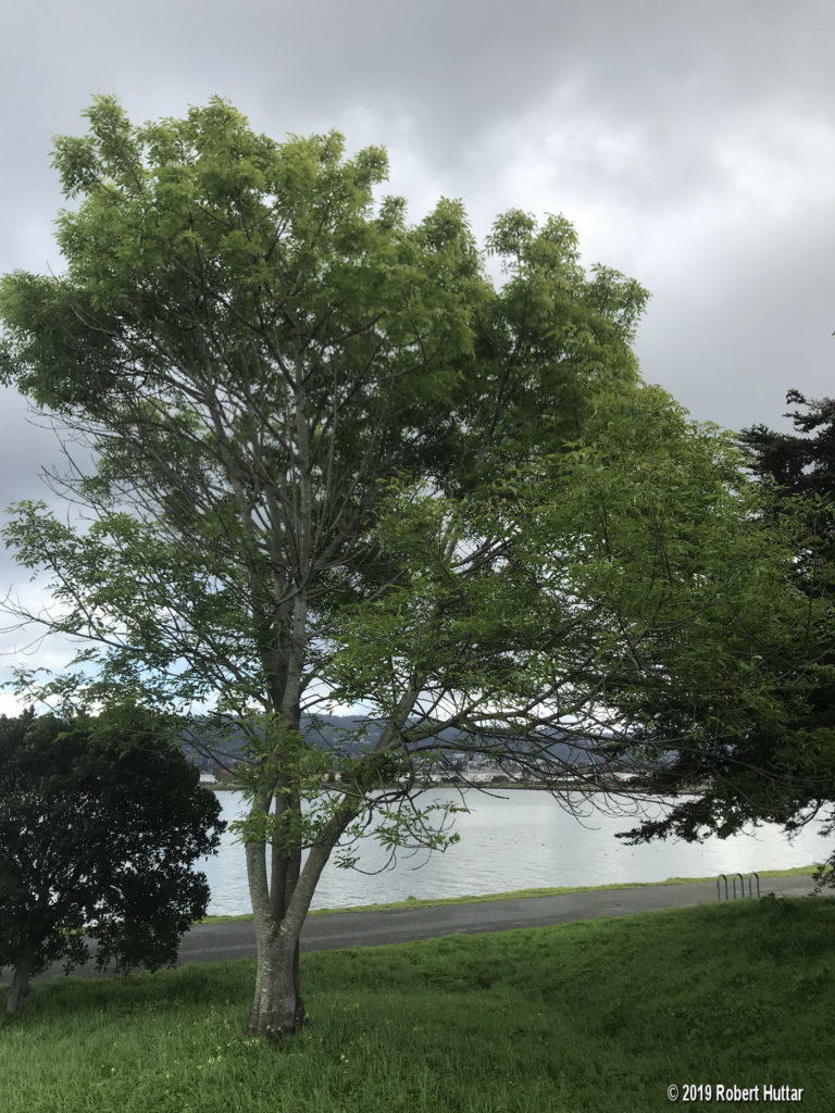 Five Australians Plus One