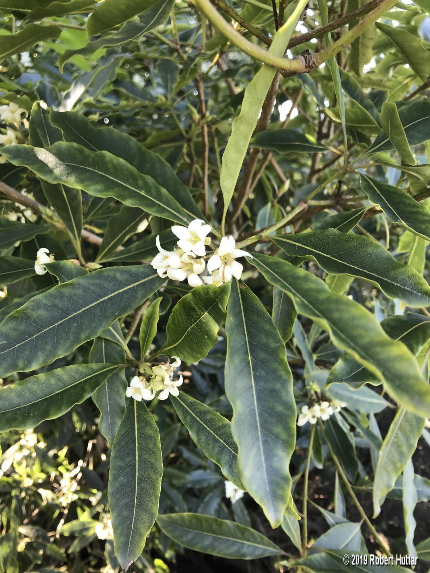 Flora Friday: Bloomers