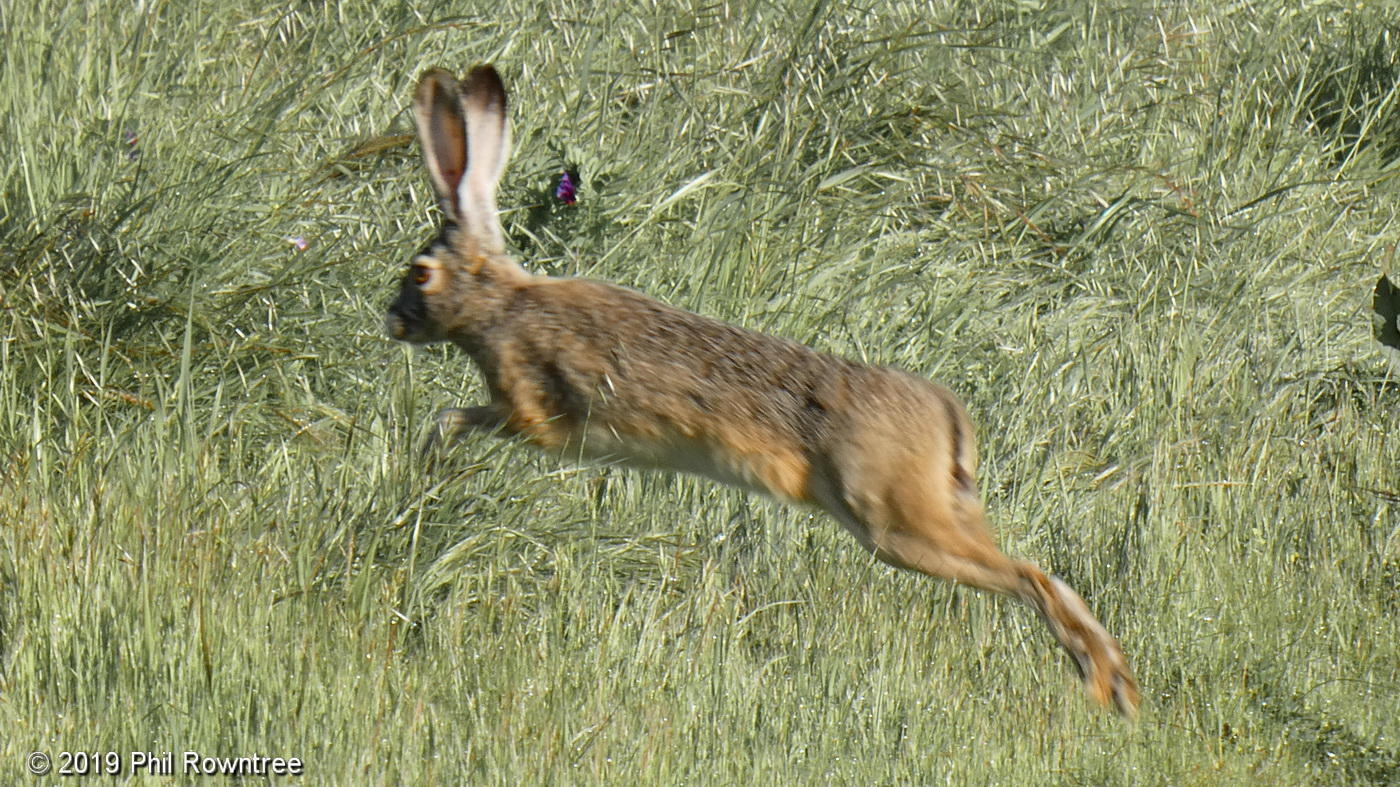 Flying Hare