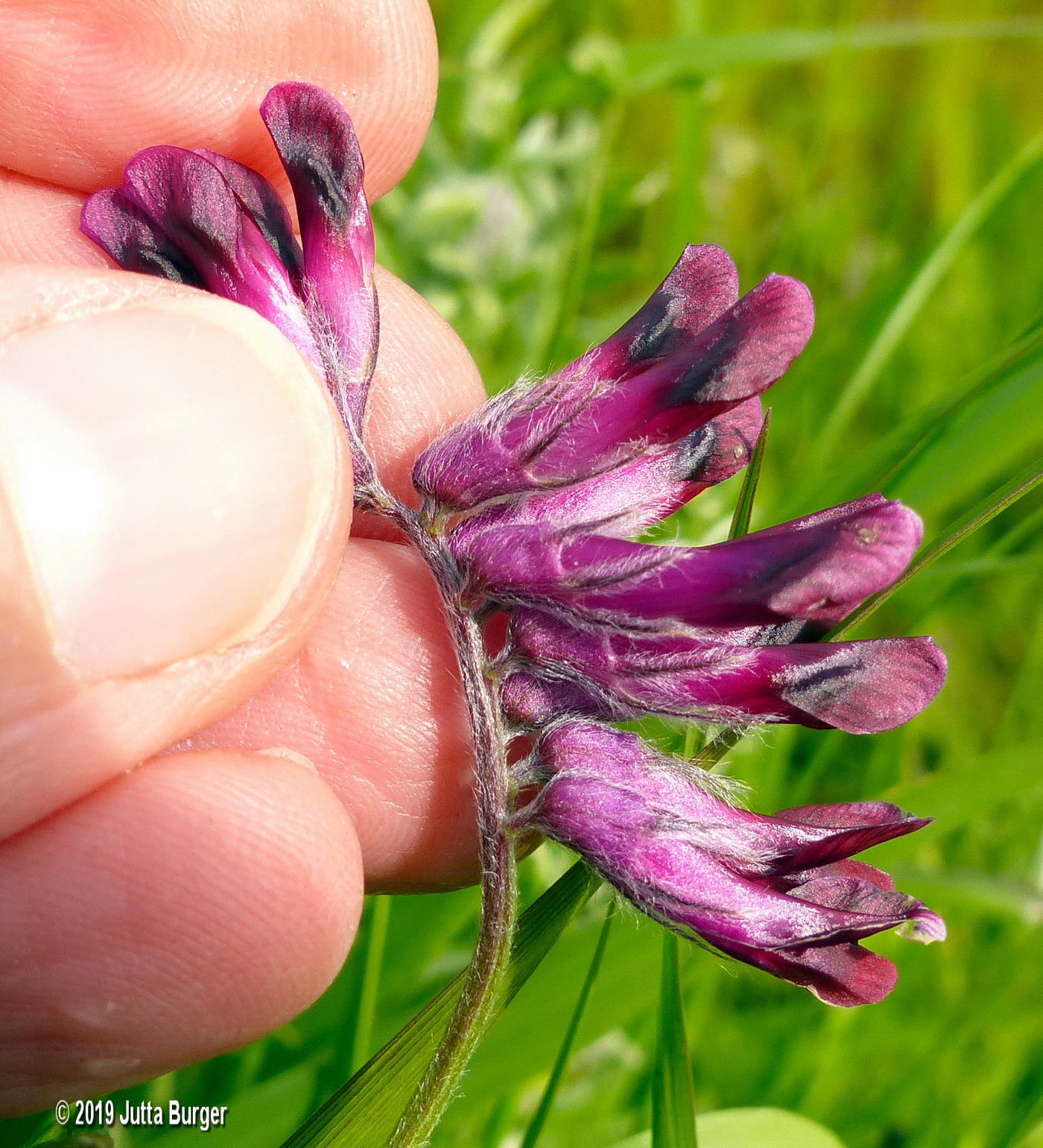Flora Friday: More Bloomers