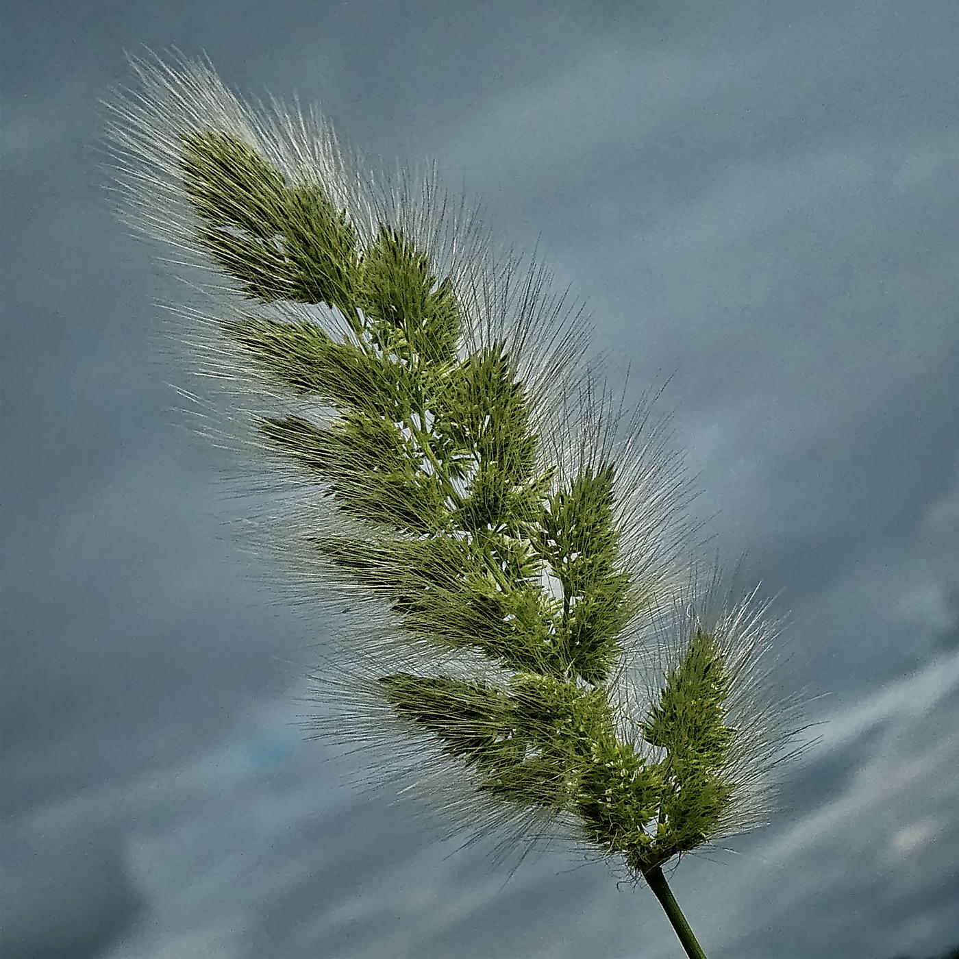 Flora Friday: Still More Species