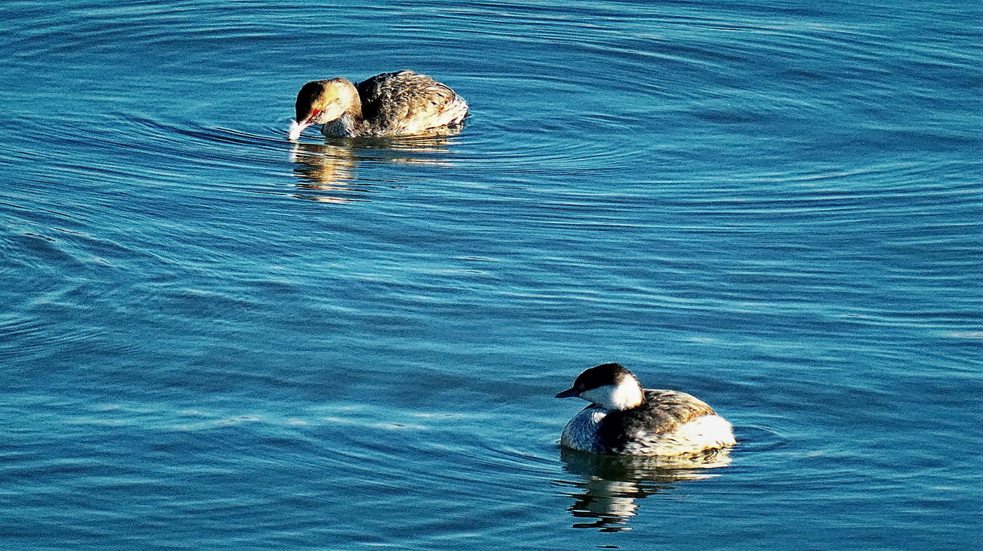 Early Grebes