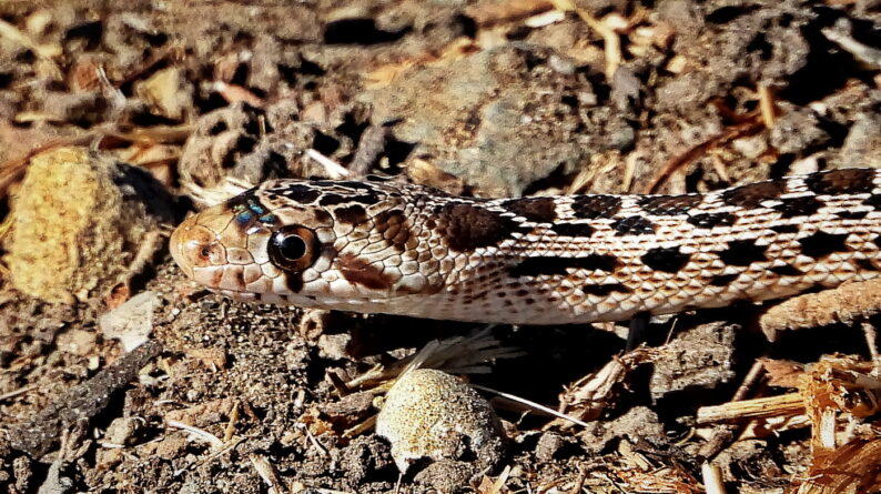 Baby Gopher Snake
