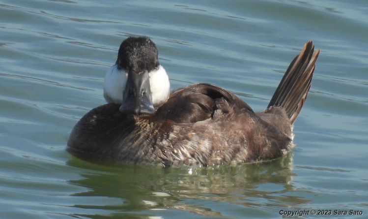 Guest Gallery: Sara Sato