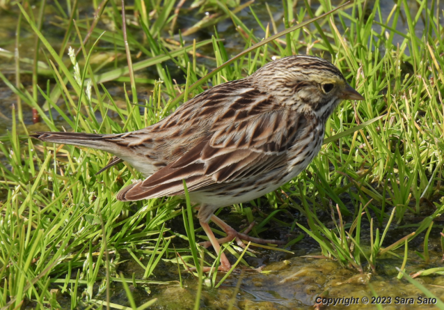 Guest Gallery: Sara Sato