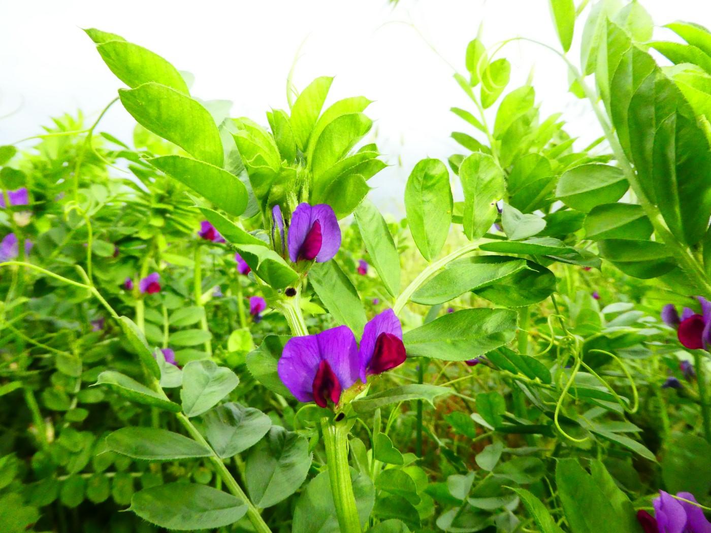 The Other Purple Vetch