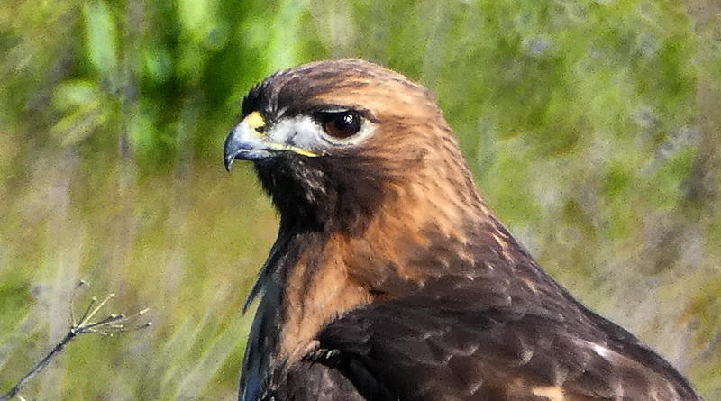 Big Hawk Visits Park